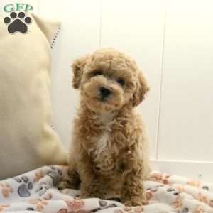 Bich-poo Puppies For Sale - Greenfield Puppies