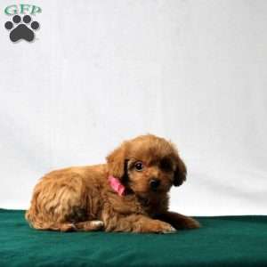 Morkie-Poo Puppies For Sale | Greenfield Puppies