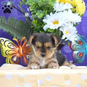 Yorkie-Chon Puppies For Sale | Greenfield Puppies