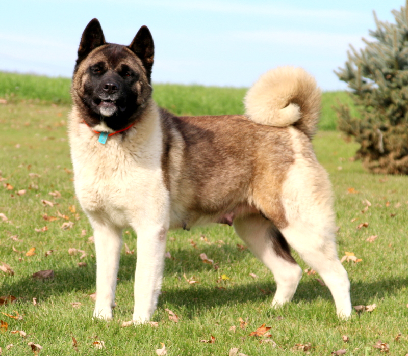 Mindy - Akita Puppy For Sale in Pennsylvania