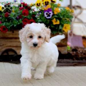 Bich-poo Puppies For Sale - Greenfield Puppies
