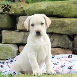 Yellow Labrador Retriever Puppies For Sale - Greenfield Puppies