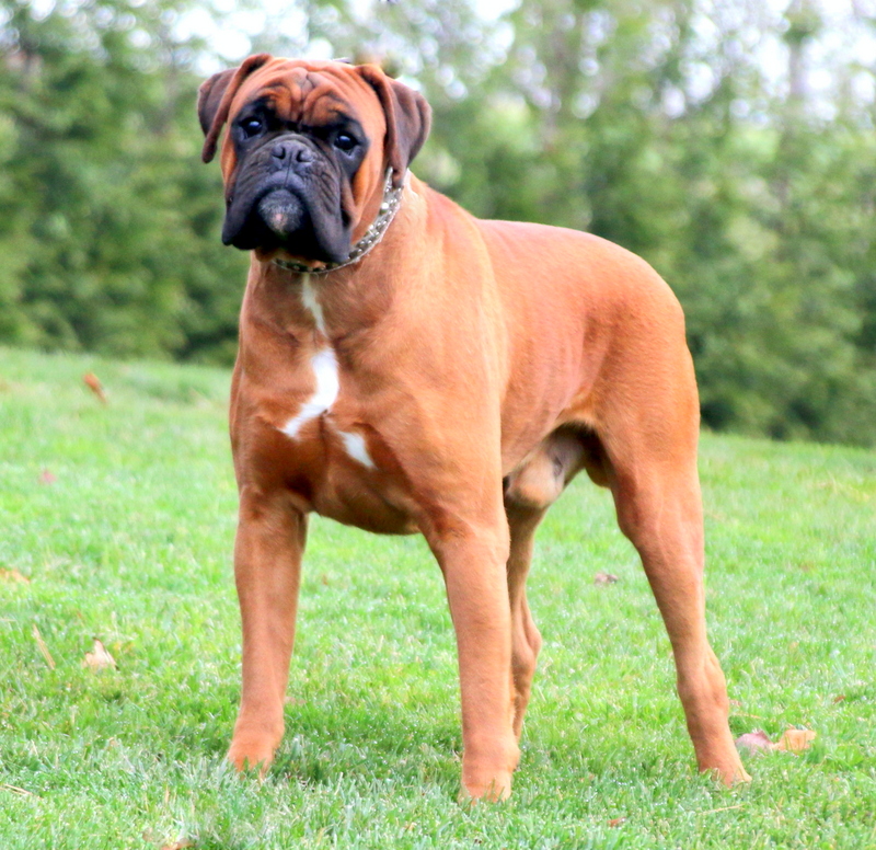 Bridget - Boxador Puppy For Sale in Pennsylvania