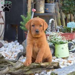 Fox Red Labrador Retriever Puppies for Sale - Greenfield Puppies