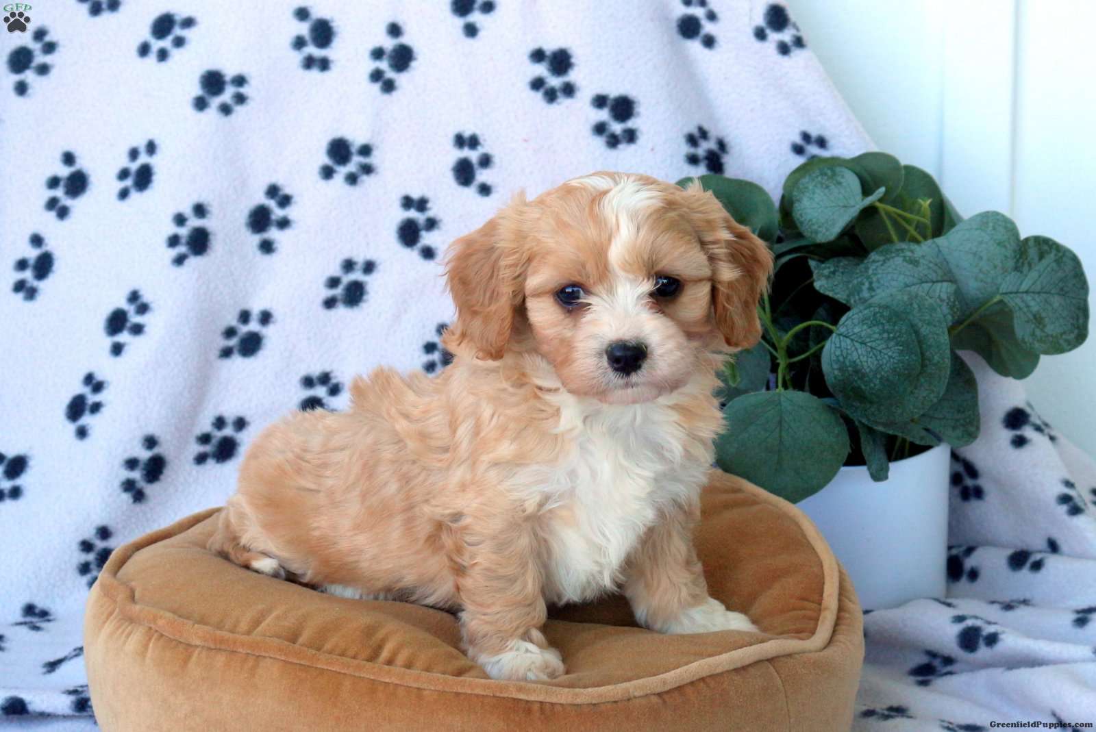 Zeus - Havanese Mix Puppy For Sale in Pennsylvania