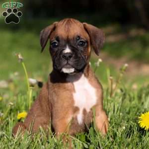 Boxer Puppies For Sale - Greenfield Puppies