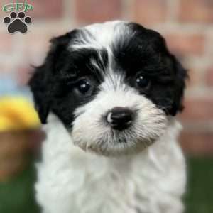 Shih-Poo Puppies For Sale - Greenfield Puppies