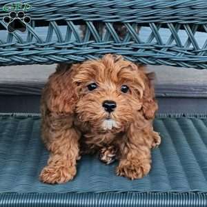 Cavapoo Puppies For Sale - Greenfield Puppies