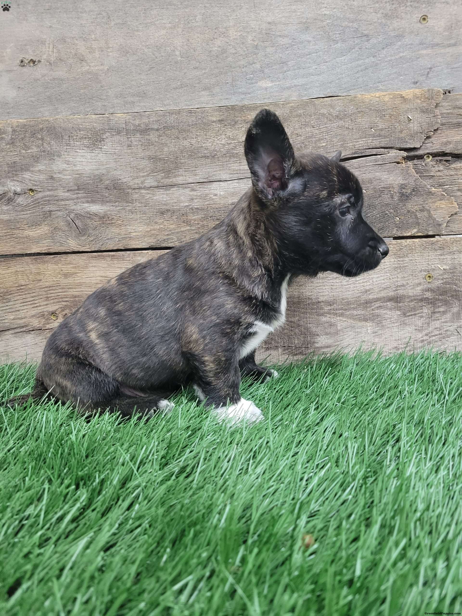 Cedar - Welsh Corgi Mix Puppy For Sale in Ohio
