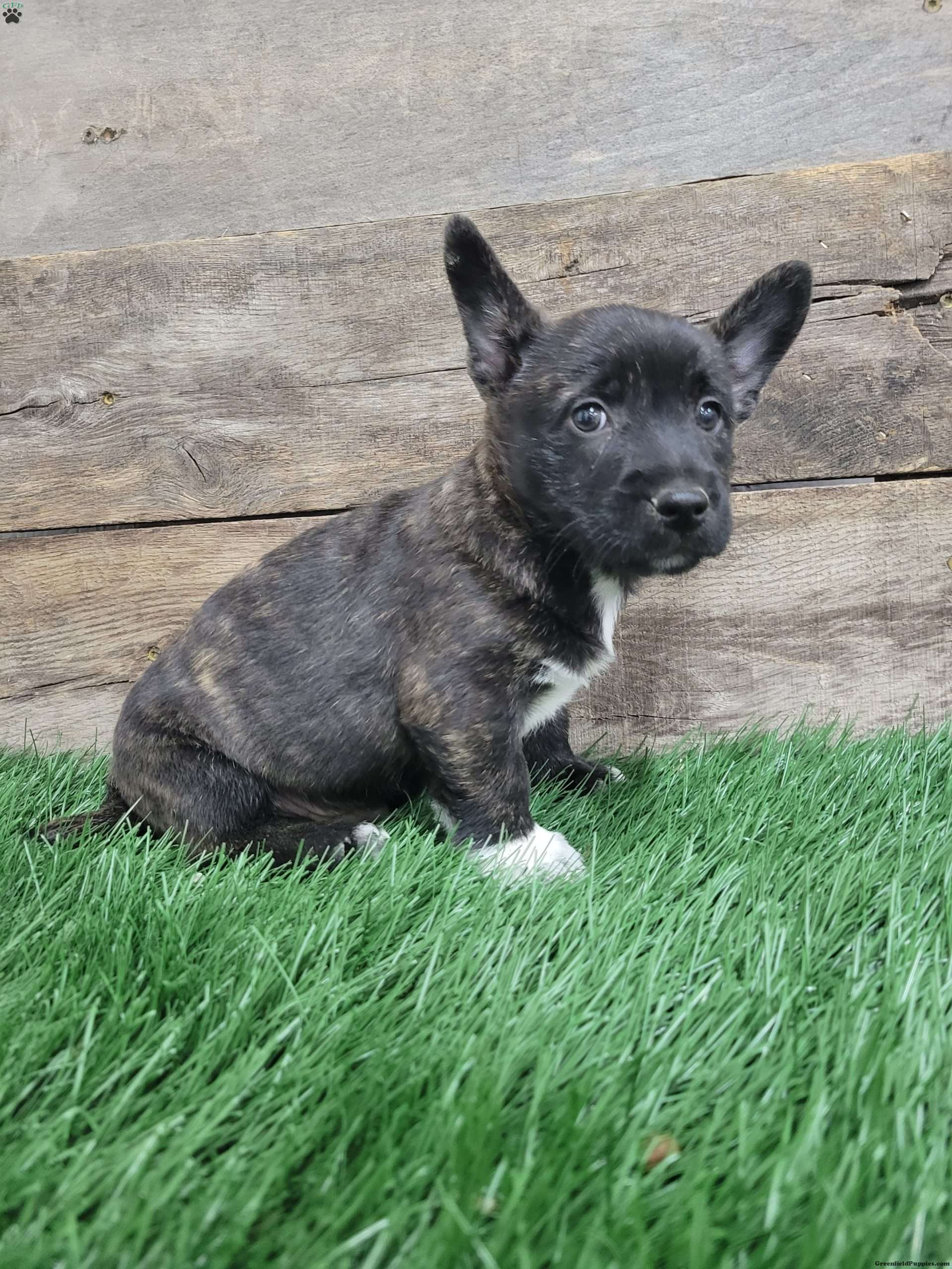 Cedar - Welsh Corgi Mix Puppy For Sale in Ohio