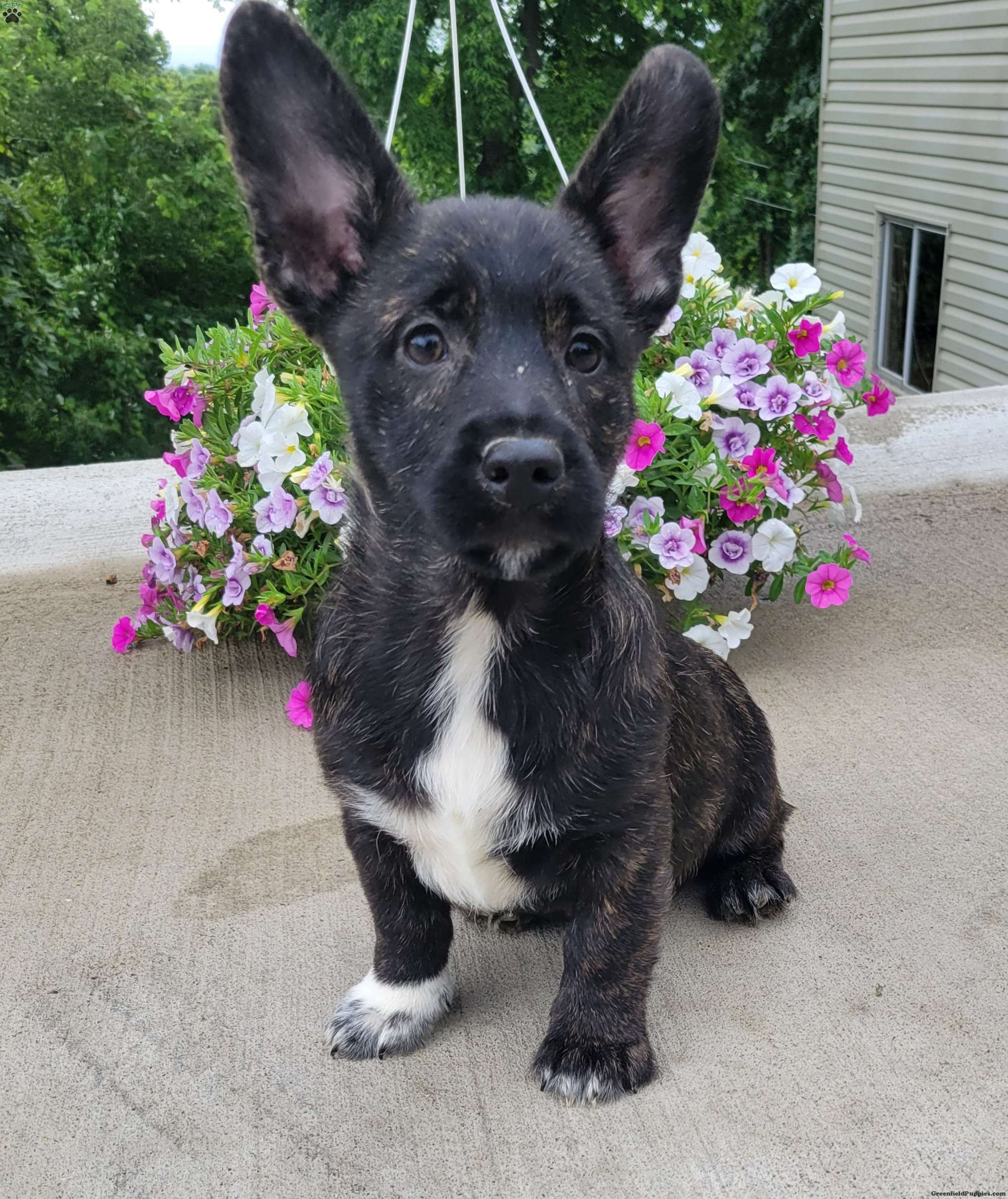 Cedar - Welsh Corgi Mix Puppy For Sale in Ohio