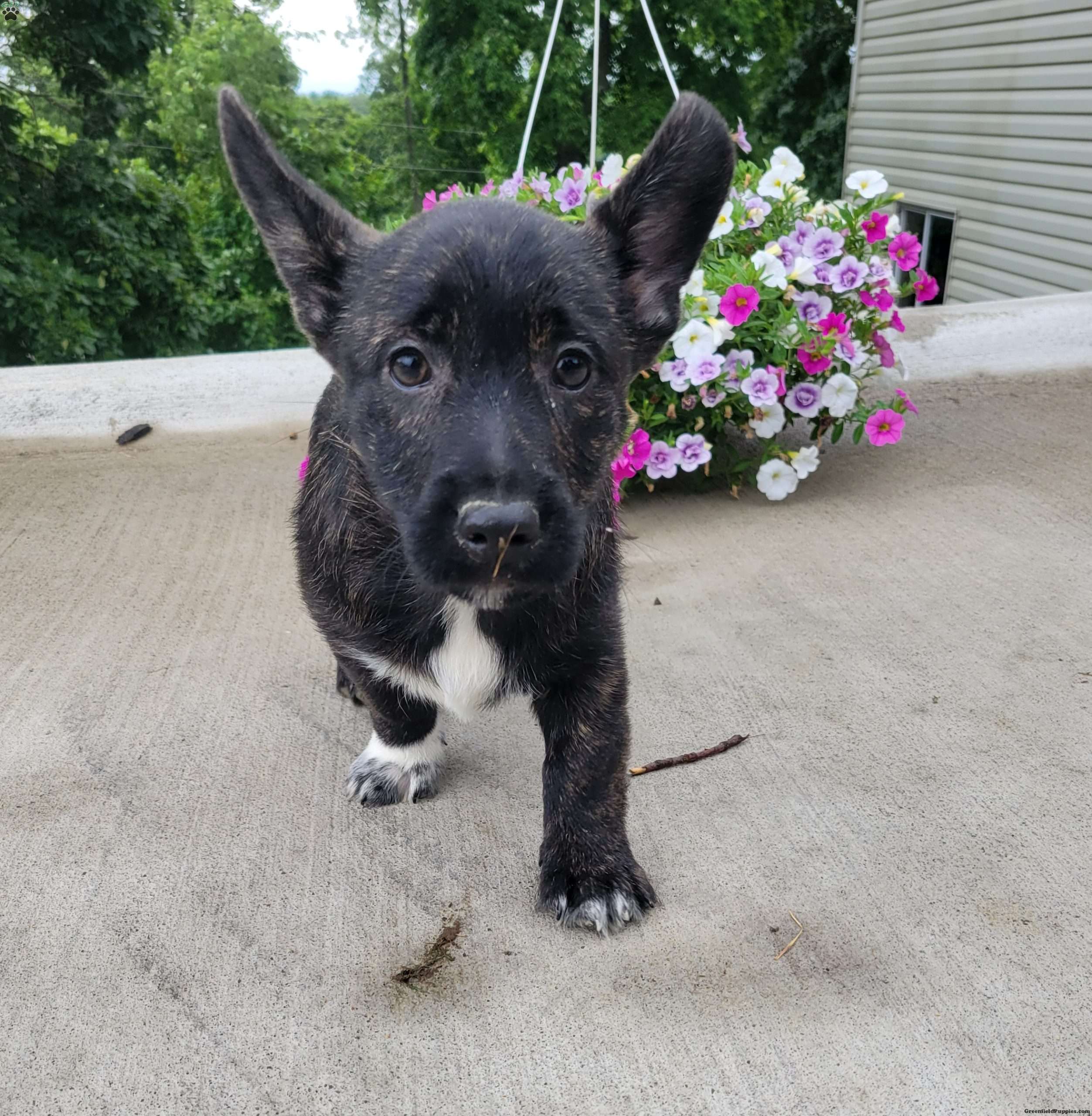 Cedar - Welsh Corgi Mix Puppy For Sale in Ohio