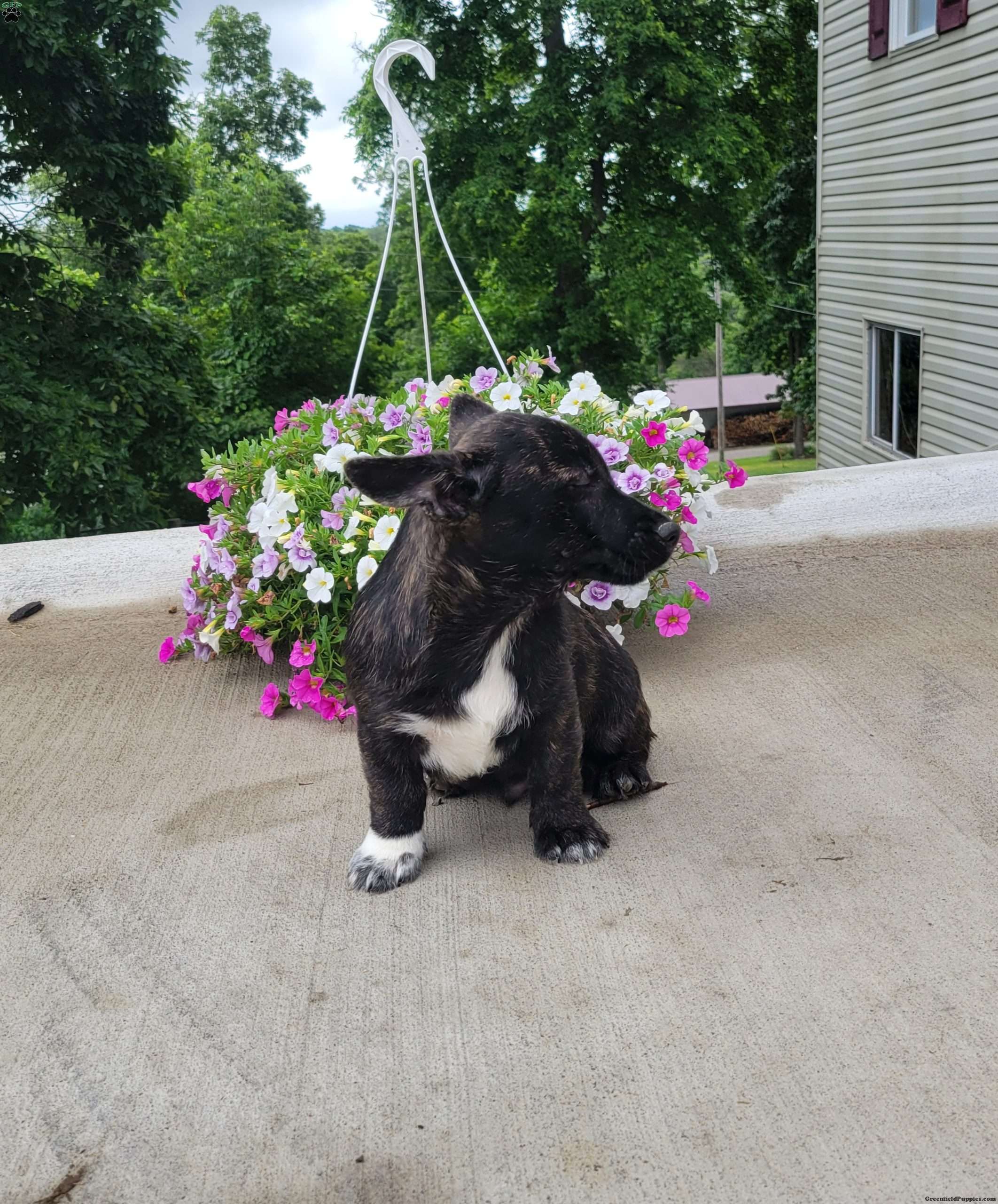 Cedar - Welsh Corgi Mix Puppy For Sale in Ohio