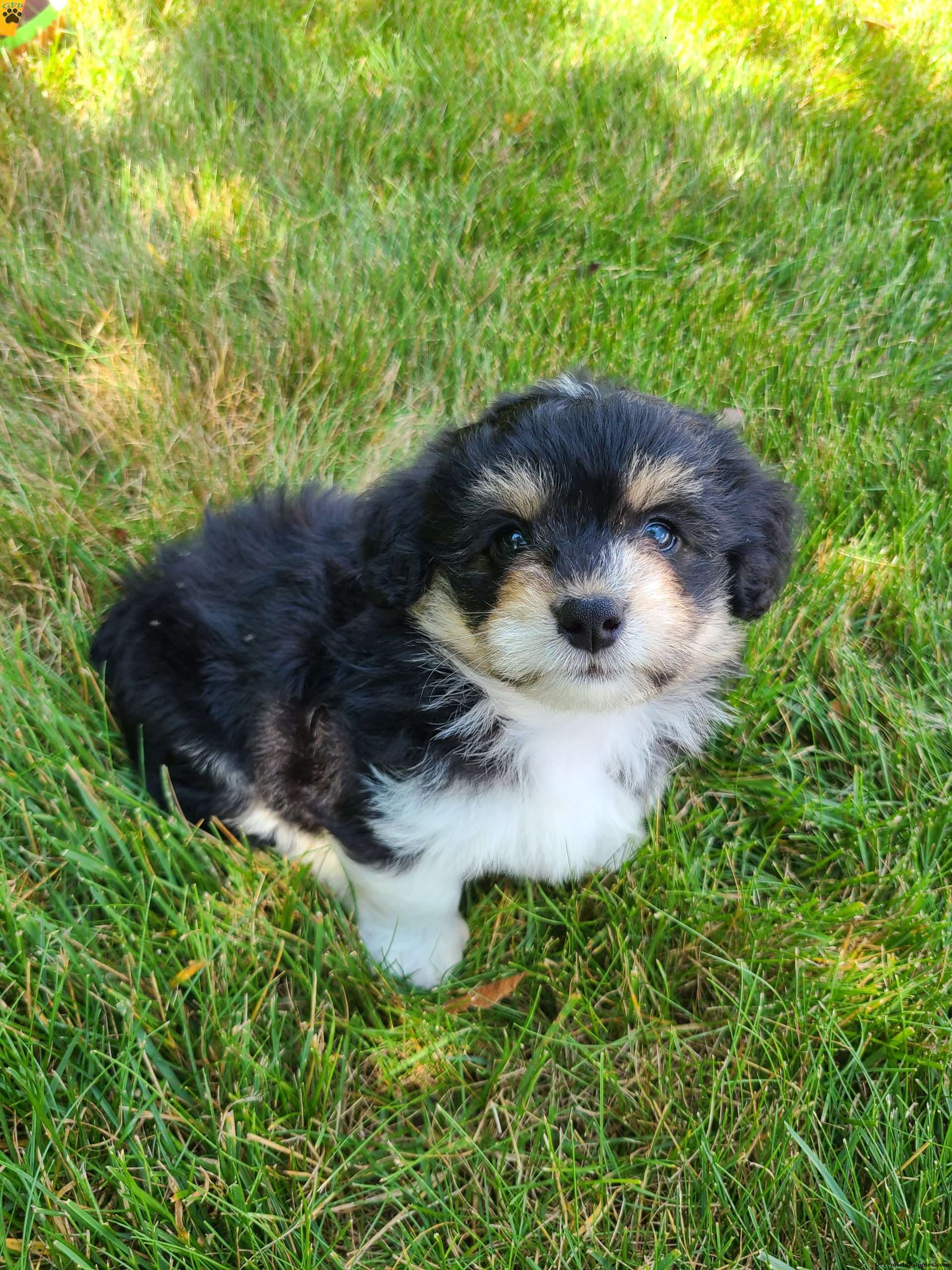 Blitz - Corgipoo Puppy For Sale in Ohio