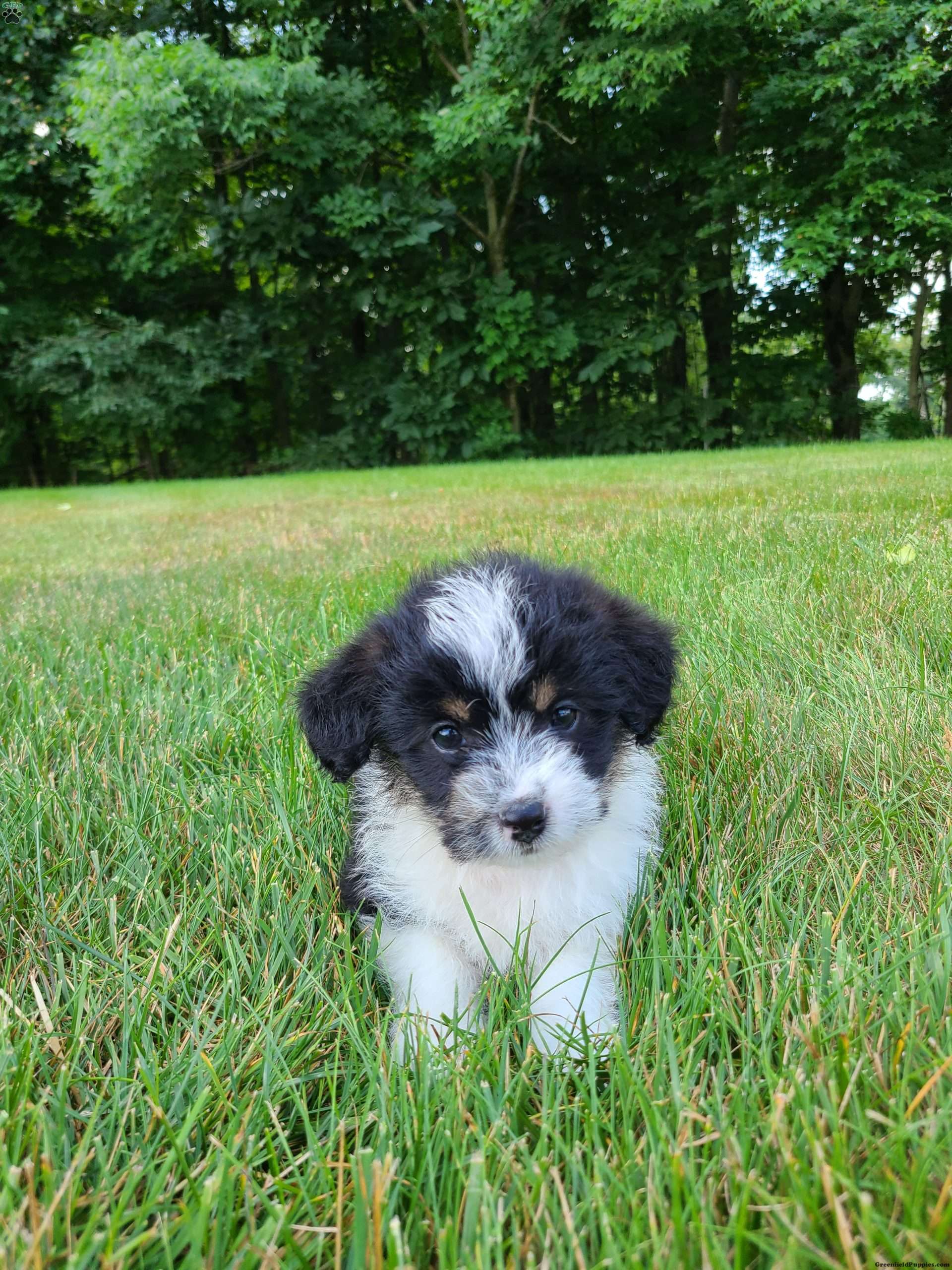 Brandy - Corgipoo Puppy For Sale in Ohio