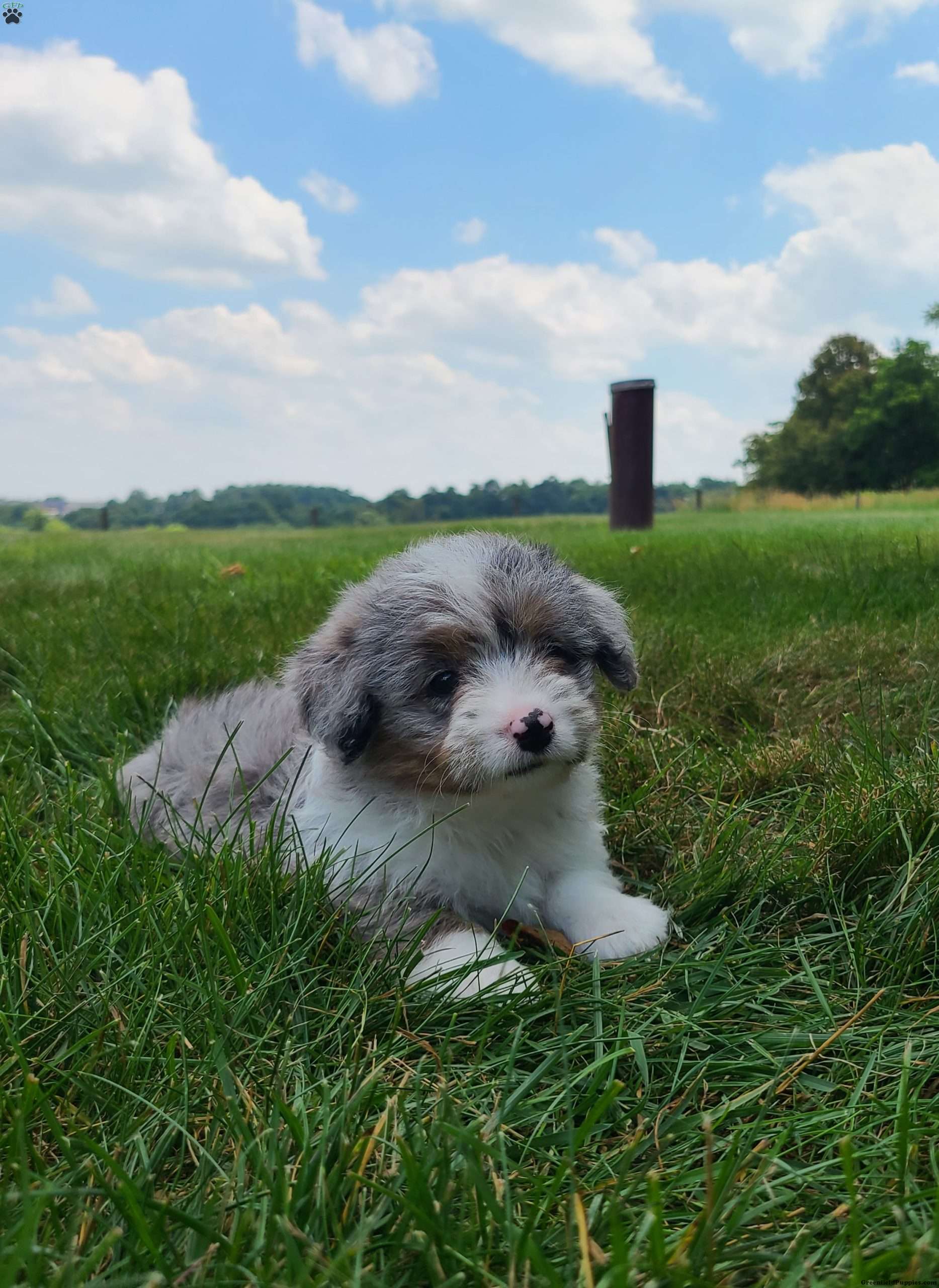 Bailey - Corgipoo Puppy For Sale in Ohio
