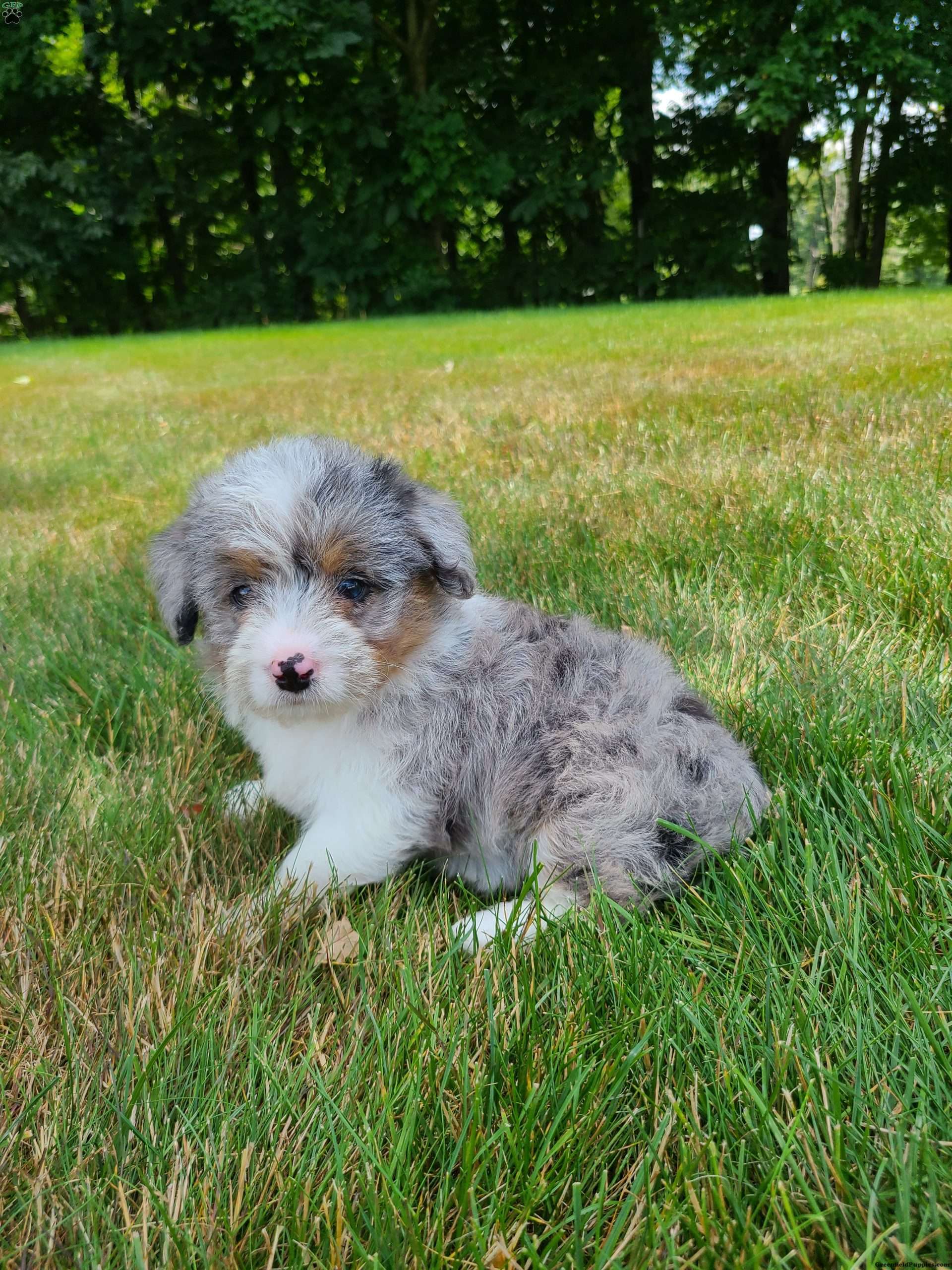 Bailey - Corgipoo Puppy For Sale in Ohio