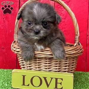 Shih-Pom Puppies For Sale | Greenfield Puppies