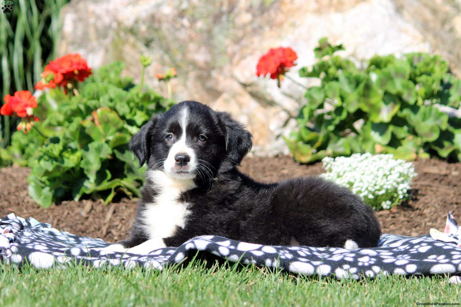 Addison - Miniature Australian Shepherd Mix Puppy For Sale in Pennsylvania