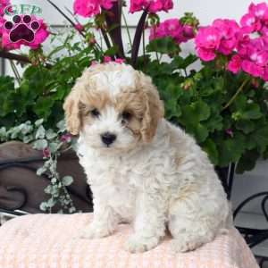 Cavapoo Puppies For Sale - Greenfield Puppies