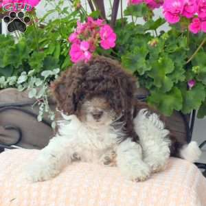 Cavapoo Puppies For Sale - Greenfield Puppies