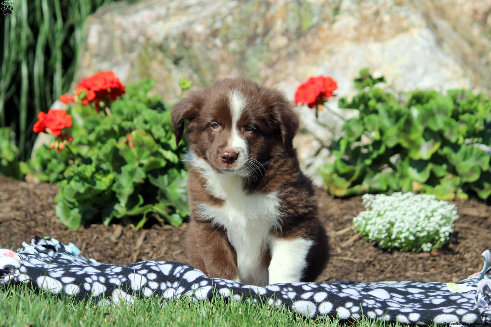Austin - Miniature Australian Shepherd Mix Puppy For Sale in Pennsylvania