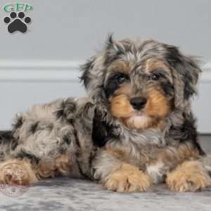 Cavapoo Puppies For Sale - Greenfield Puppies