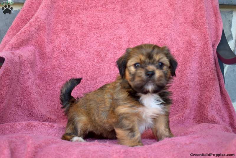 Bailey - Havashu Puppy For Sale in Pennsylvania
