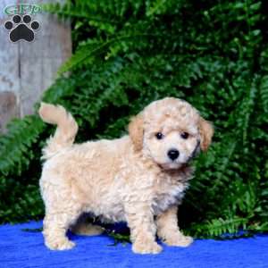 Bich-poo Puppies For Sale - Greenfield Puppies