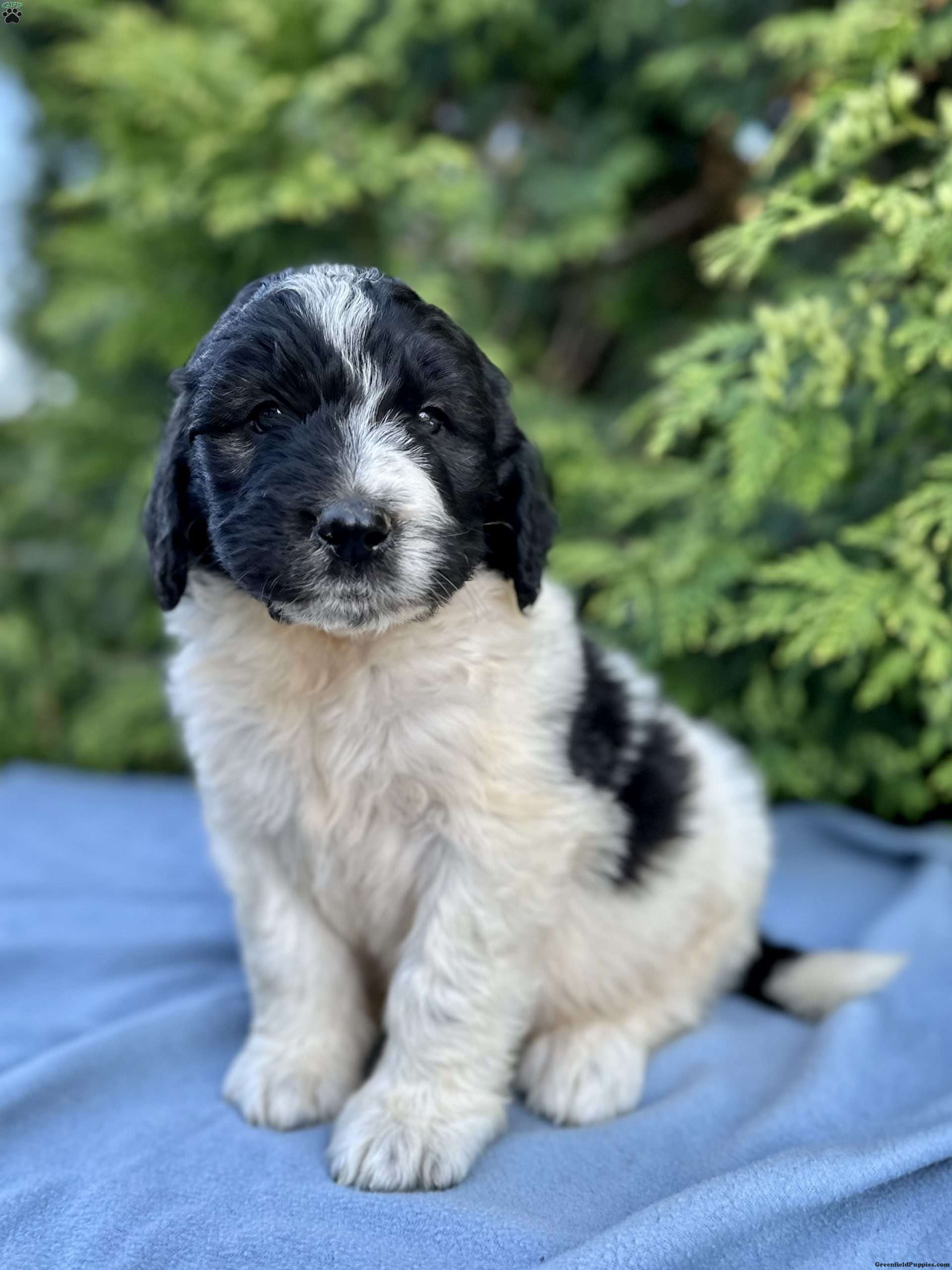Cooper - Saint Berdoodle Puppy For Sale in Ohio