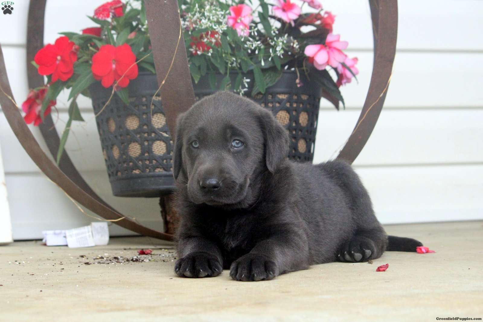 Carson - Charcoal Labrador Retriever Puppy For Sale in Pennsylvania