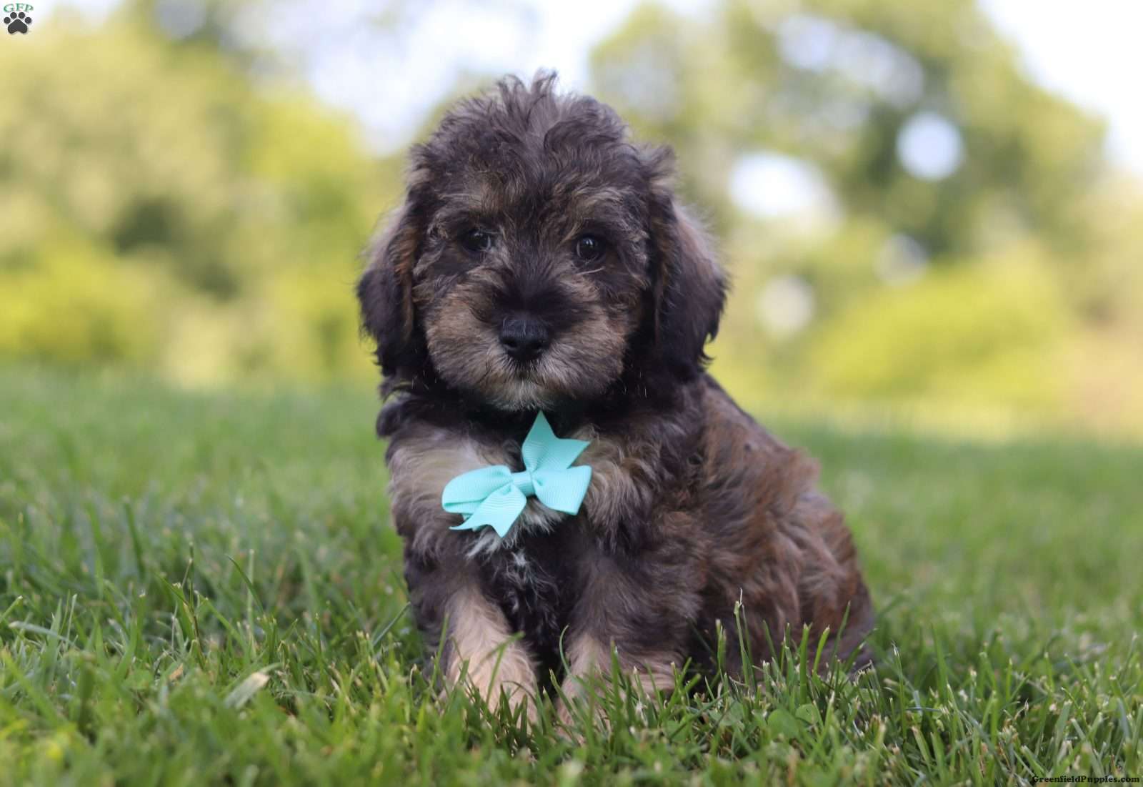 Carter - Mini Schnoodle Puppy For Sale in Ohio
