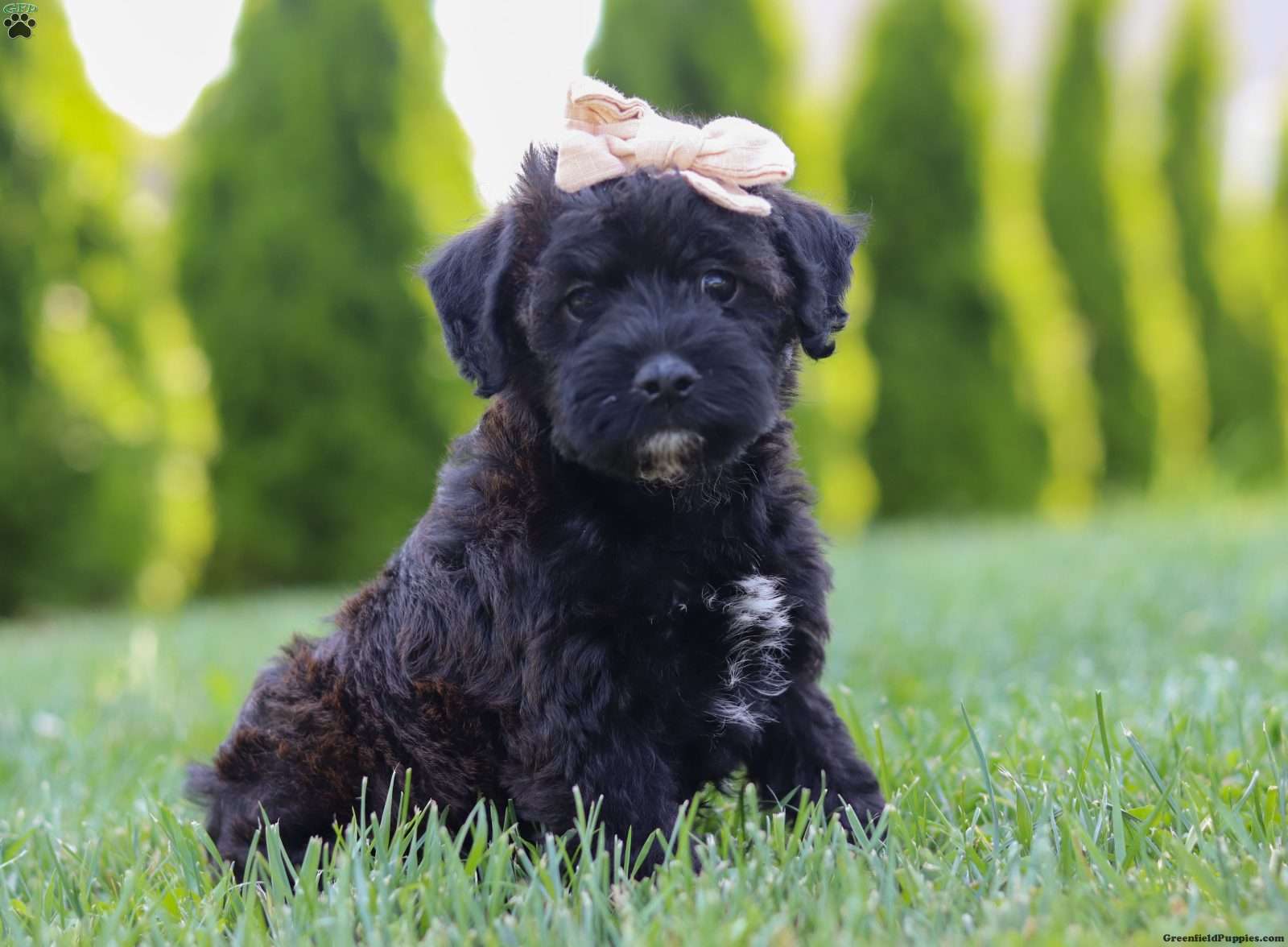 Cassidy - Mini Schnoodle Puppy For Sale in Ohio