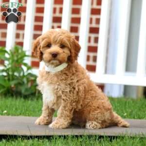 Cockapoo Puppies for Sale - Greenfield Puppies