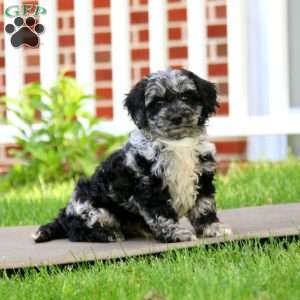 Cockapoo Puppies for Sale - Greenfield Puppies