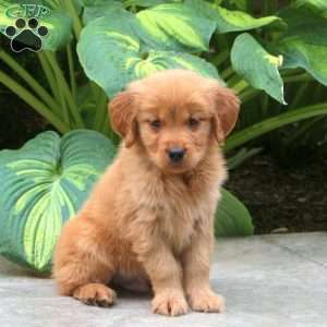 Golden Retriever Puppies For Sale - Greenfield Puppies