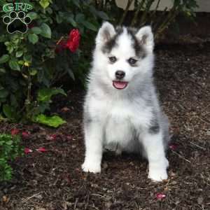 Pomsky Puppies For Sale - Greenfield Puppies