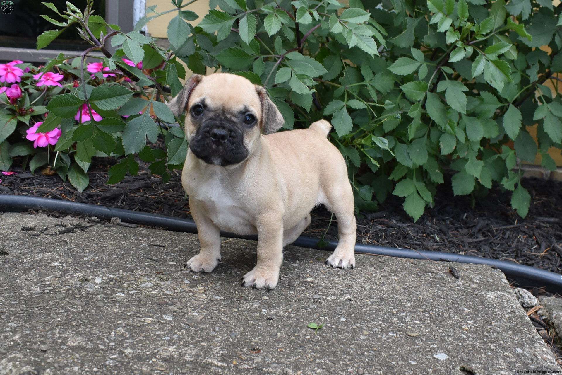 Stuart - French Bulldog Mix Puppy For Sale in Ohio