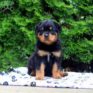 Rottweiler Puppies For Sale - Greenfield Puppies