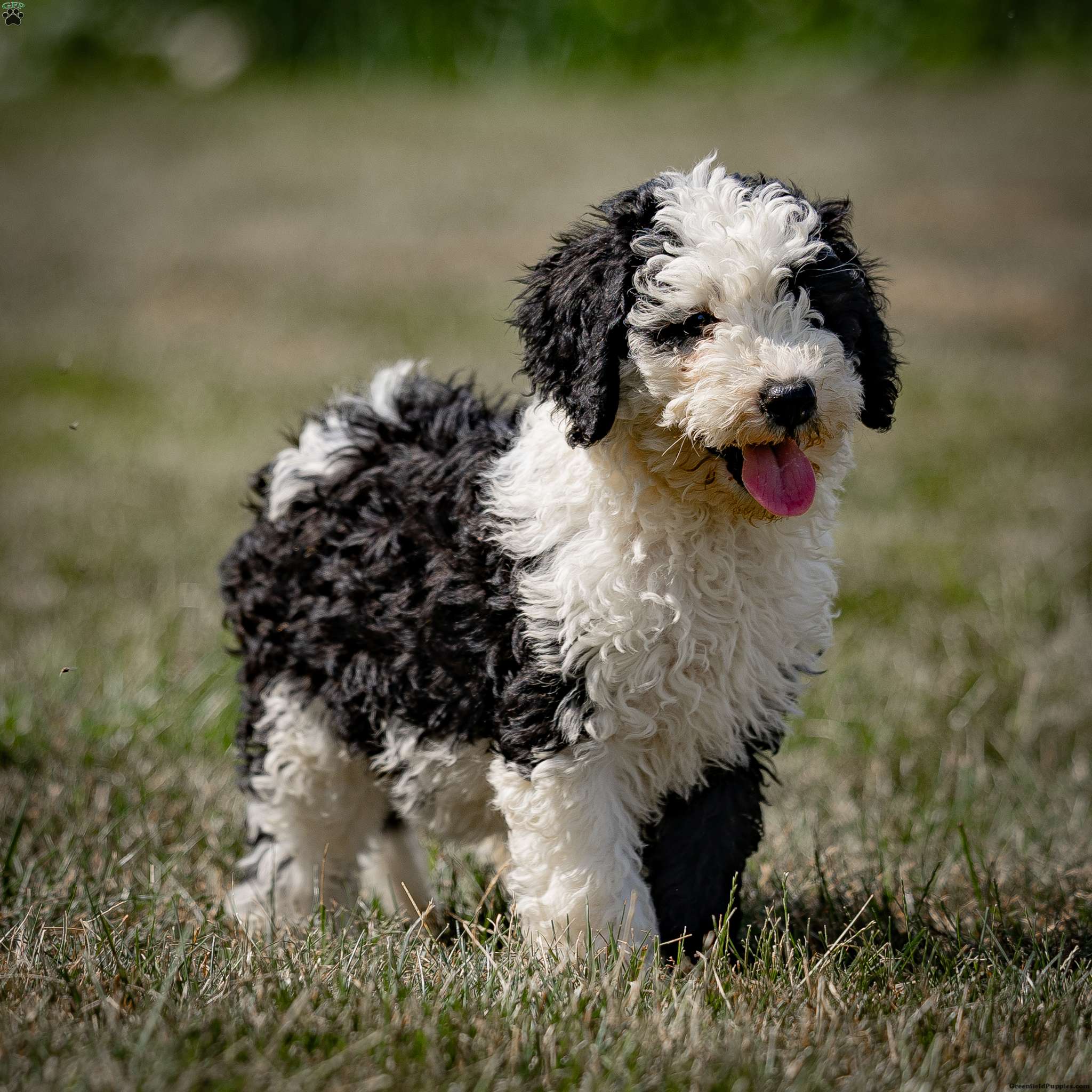 Deborah - Sheepadoodle Puppy For Sale in Pennsylvania