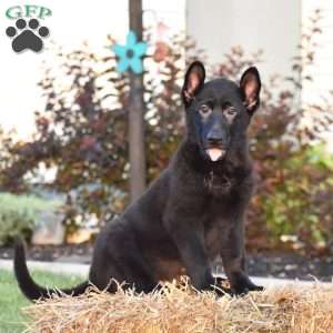 German Shepherd Puppies For Sale - Greenfield Puppies