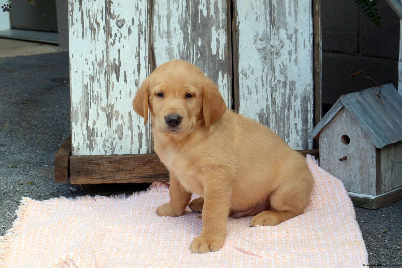 Derek - Golden Labrador Puppy For Sale in Pennsylvania