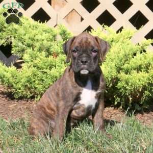 Boxer Puppies For Sale - Greenfield Puppies