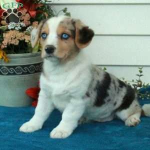 Welsh Corgi Mix Puppies For Sale | Greenfield Puppies