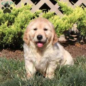 Golden Retriever Puppies For Sale - Greenfield Puppies