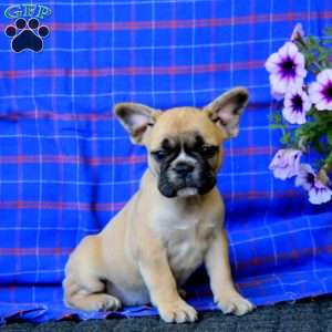 French Bulldog Puppies For Sale - Greenfield Puppies