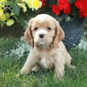 Cocker Spaniel Puppies For Sale - Greenfield Puppies
