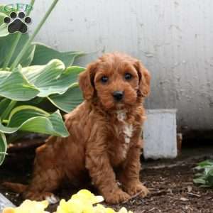 Cavapoo Puppies For Sale - Greenfield Puppies
