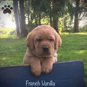 Fox Red Labrador Retriever Puppies for Sale - Greenfield Puppies
