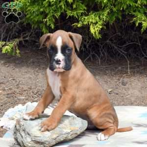 Boxer Puppies For Sale - Greenfield Puppies